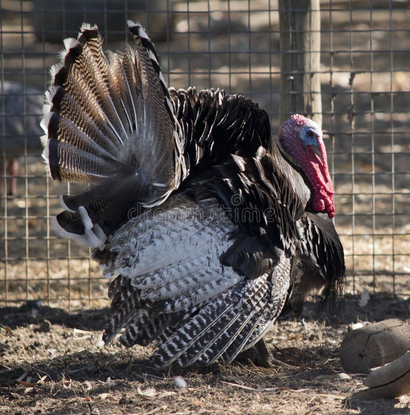 Turkey side view stock image. Image of male, wrinkled - 24905053