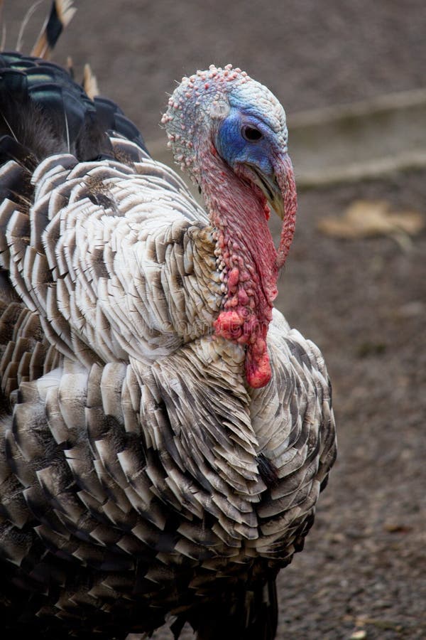 Turkey side view stock image. Image of bird, wrinkled - 24905053