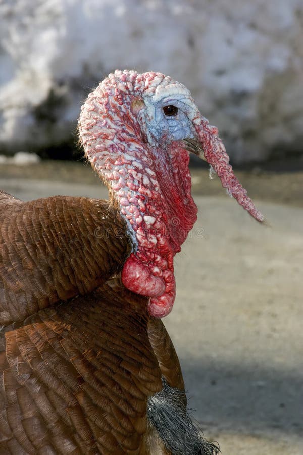 Turkey Side View Close Up in Vertical Format Stock Photo - Image of ...