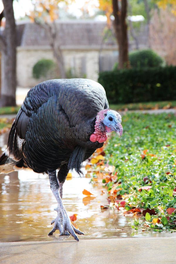 Turkey on sidewalk stock photo. Image of domestic, blue - 22135754