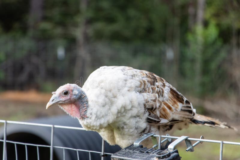 Man and His Pet Turkey Sitting Down To an Untraditonal Thanksgiving ...