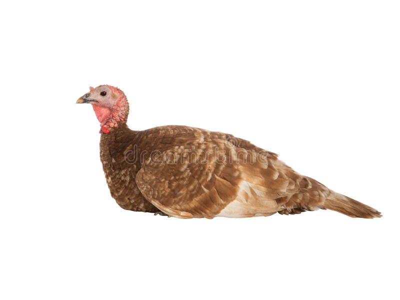 Turkey Sitting Isolated on White Background Stock Image - Image of ...