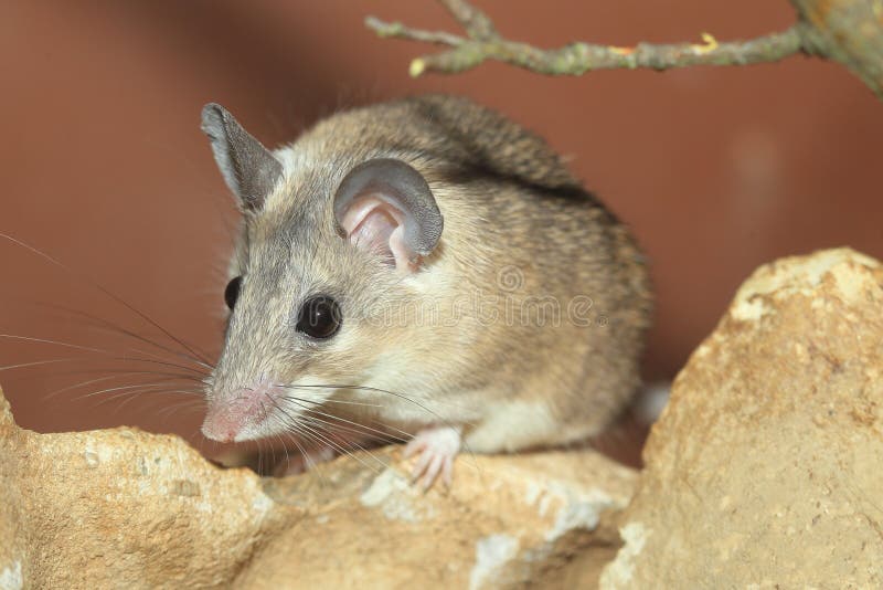 Asia Minor spiny mouse stock image. Image of turkey, rodent - 48804835