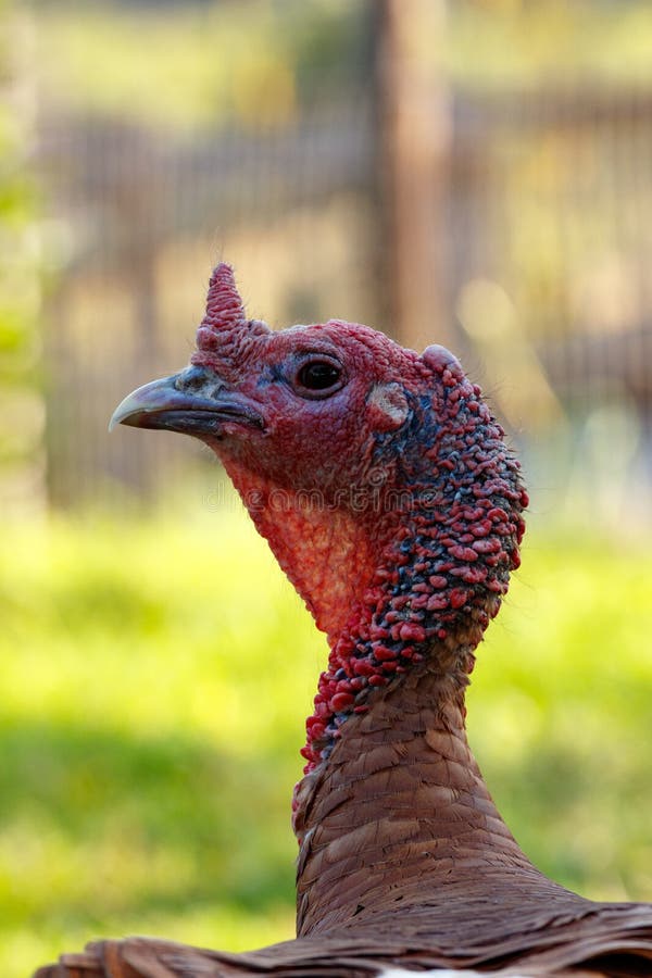 Wild Turkey Flapping Wings stock image. Image of gallopavo - 7721873
