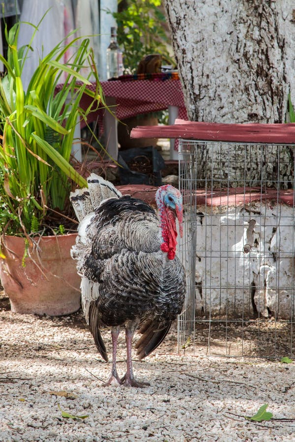 Turkey Standing Next To Cage Stock Image - Image of planter, turkey ...