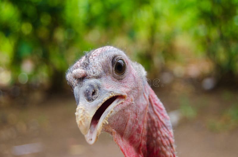 Turkey Starring To the Camera Stock Image - Image of turkey, camera ...