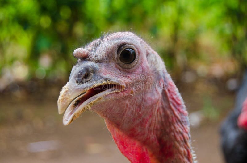 Turkey Starring To the Camera Stock Image - Image of poultry, curious ...