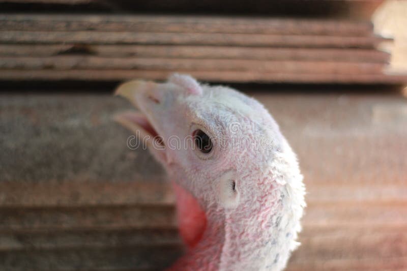 The Turkey Sticks Its Head To Look at Things Stock Image - Image of ...