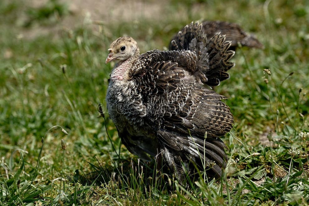 Turkey Strut stock image. Image of hunt, beak, rural - 20456697