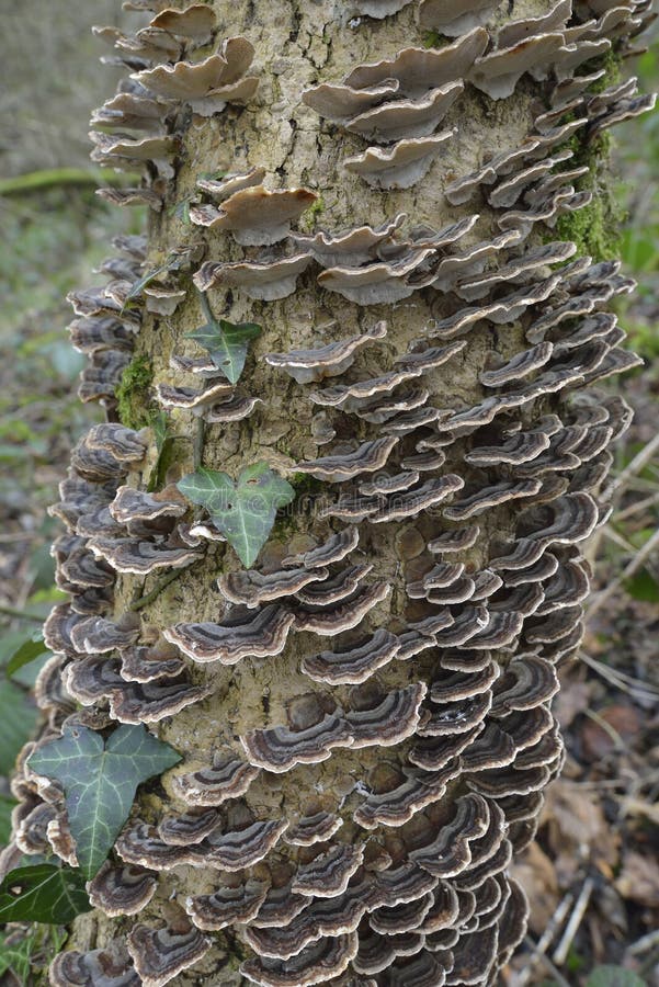 Coriolus versicolor stock photo. Image of yellow, autumn - 238456402