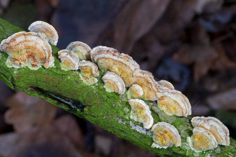 Turkey tail mushrooms stock image. Image of fungus, fall - 166971815