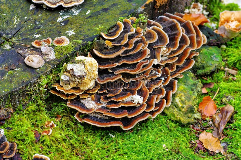 Turkey Tail or Trametes Versicolor in Forest Stock Photo - Image of ...