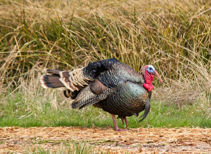 Turkey Tom stock image. Image of strutting, thanksgiving - 24410517