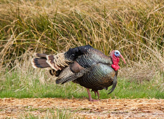 Turkey Tom stock image. Image of strutting, thanksgiving - 24410517