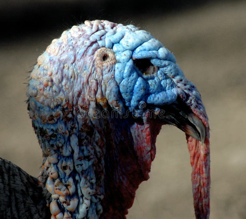 Turkey Tom Picture. Image: 3446864