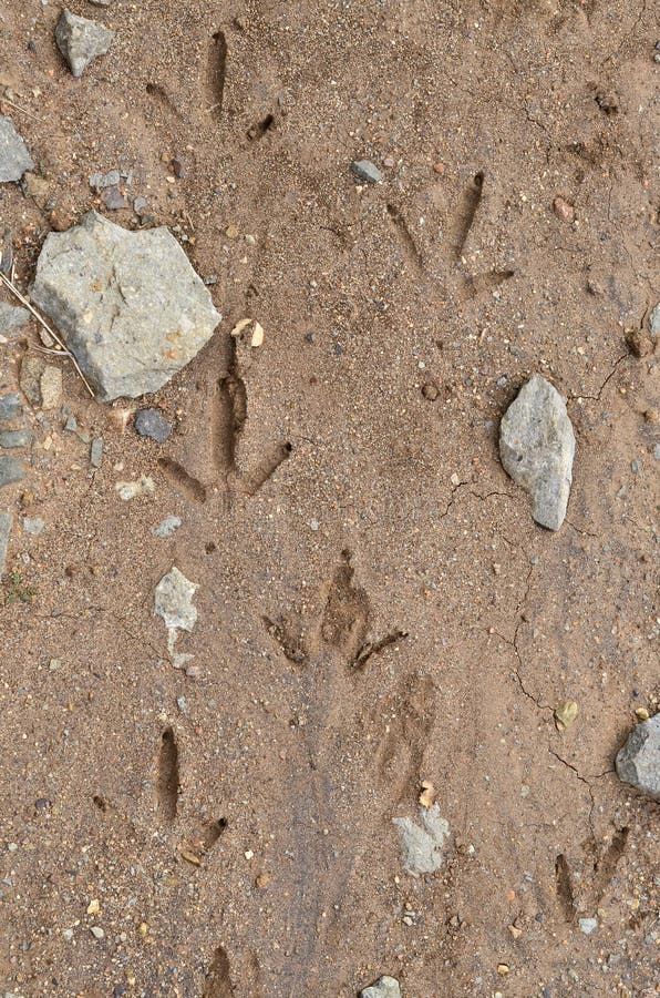 Turkey Tracks stock image. Image of bird, hunting, guide - 35312849