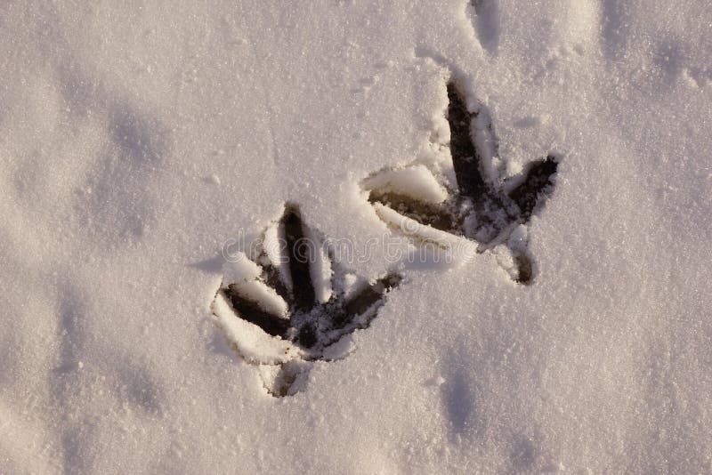 629 Turkey Tracks Stock Photos - Free & Royalty-Free Stock Photos from ...