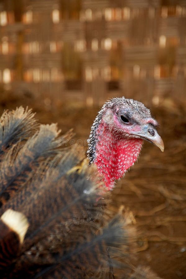 Turkey Turkey Picture. Image: 6097936