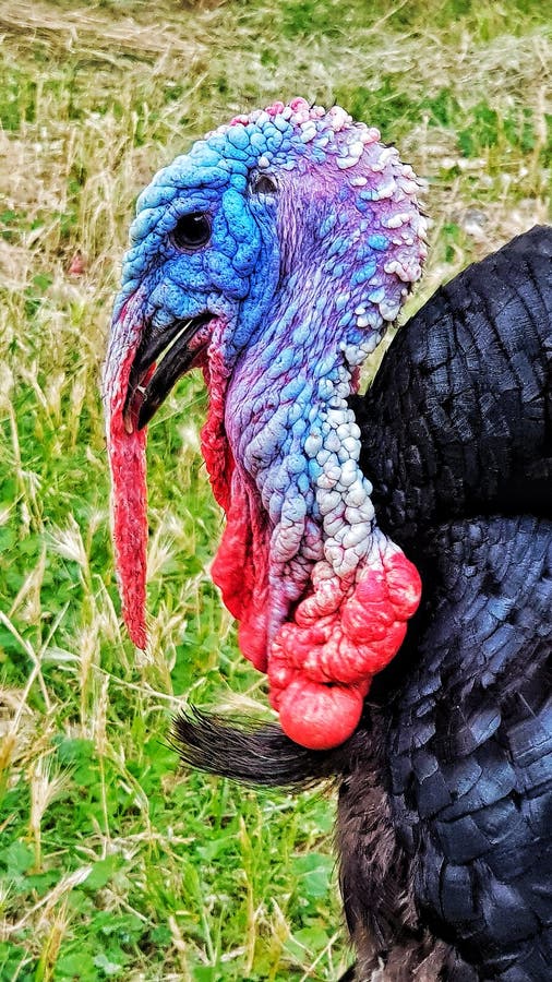 Real Turkey stock photo. Image of feather, animal, closeup - 28396296