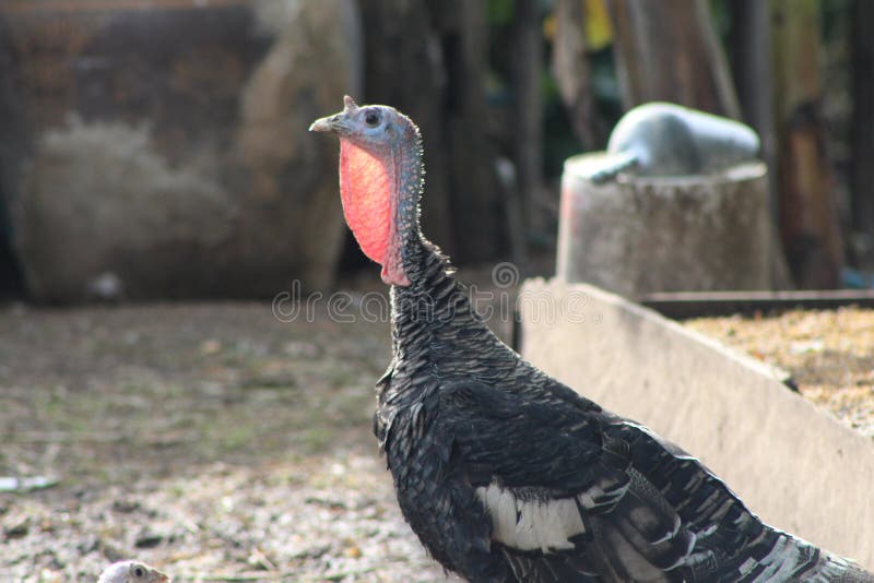 Turkey stock photo. Image of chickens, chicken, turkeys - 122412580