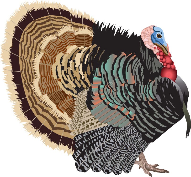 Wild Turkey Stock Illustrations – 2,613 Wild Turkey Stock Illustrations ...