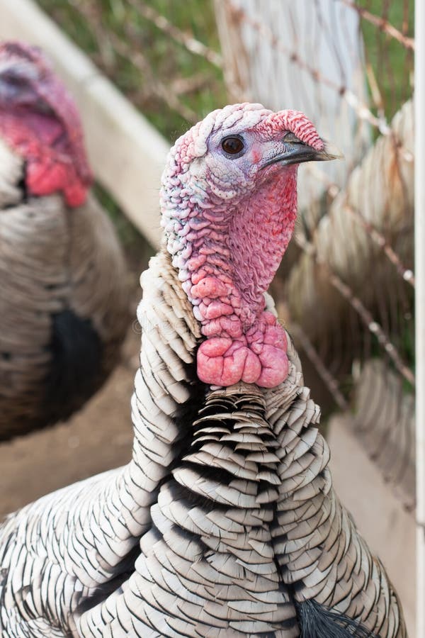 Turkey stock image. Image of vertical, shot, turkey, feathers - 35611309
