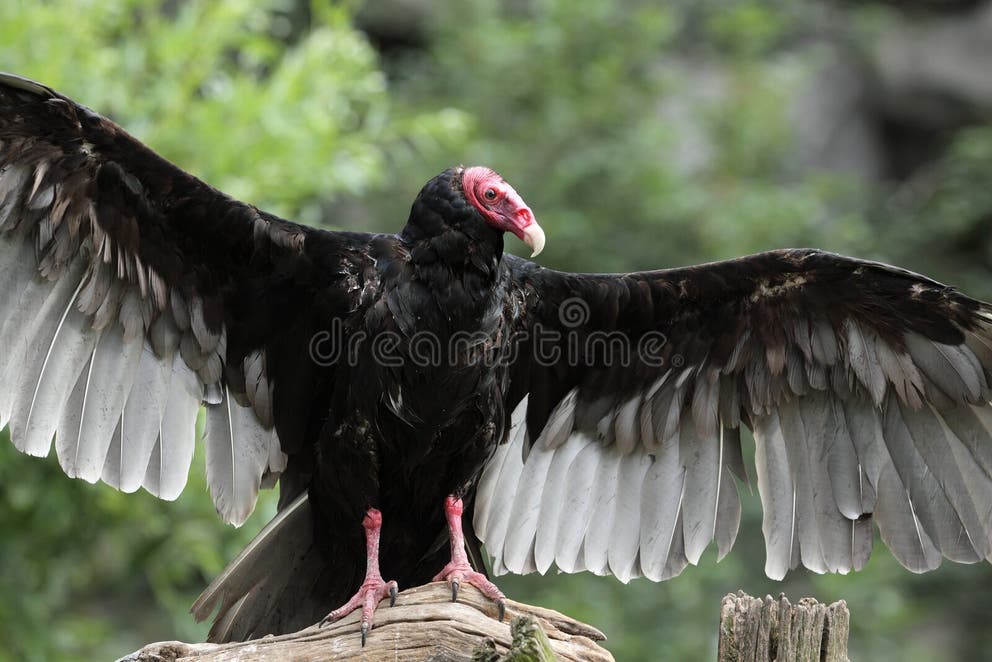 Turkey vulture stock image. Image of animal, crow, turkey - 20231561