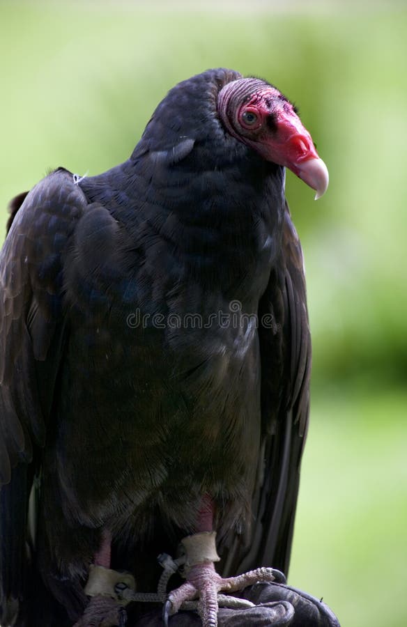 Red-headed Vulture stock image. Image of feather, king - 9336535