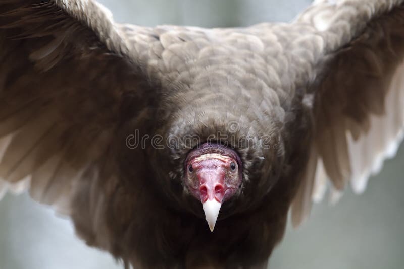 Turkey Vulture stare down stock photo. Image of scary - 2509868
