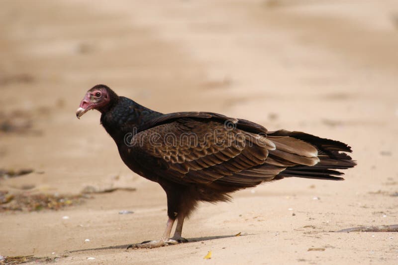 Flying turkey vulture stock photo. Image of turkey, brown - 177592