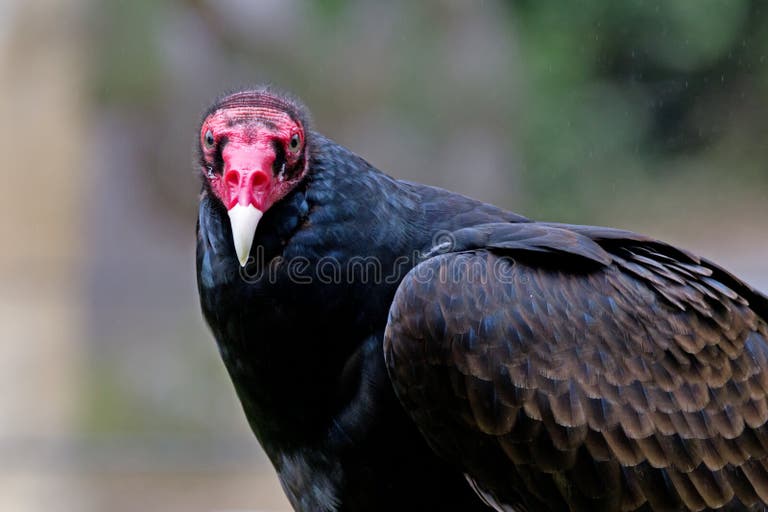 Turkey Vulture Bird Facing Forward Stock Image - Image of feathers ...