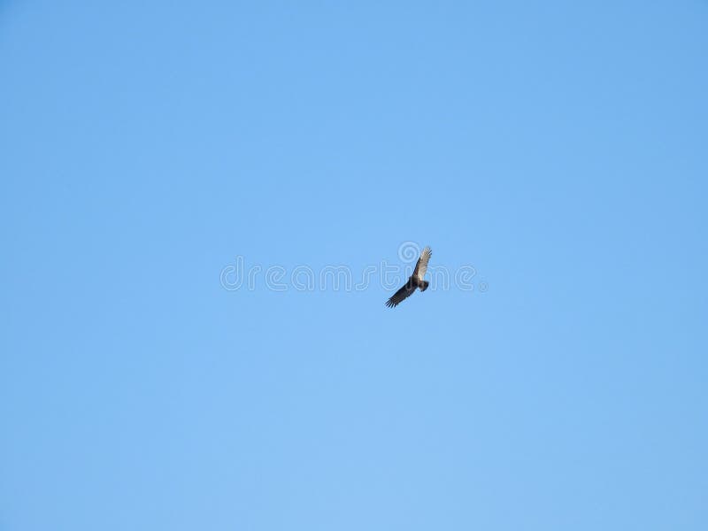 Turkey Vulture Bird in Flight with Full Wing Span on an Autumn Day in a ...