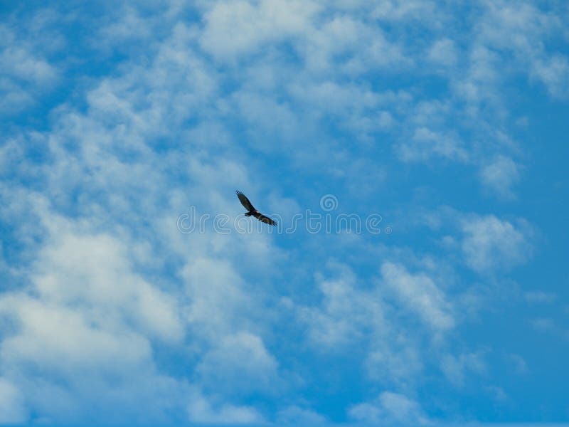 Turkey Vulture Bird High in Cloudy Vibrant Blue Sky with Full Wing Span ...