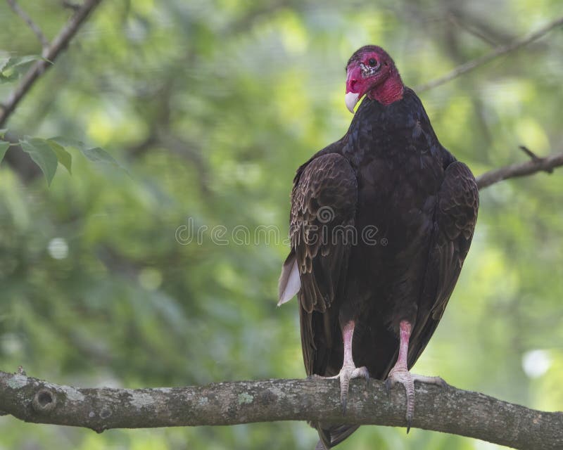 Turkey Vulture Cathartes Aura Against Blue Sky 3 Stock Photo - Image of ...