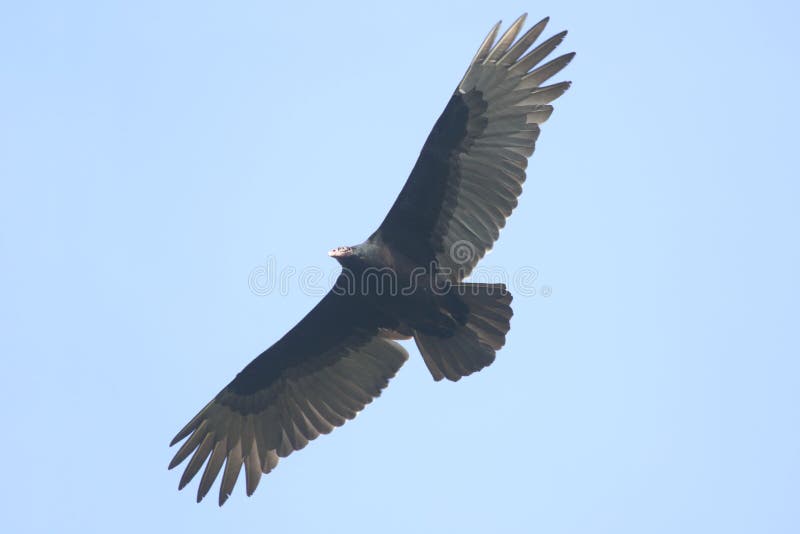 Wild Turkey Flapping Wings stock image. Image of gallopavo - 7721873