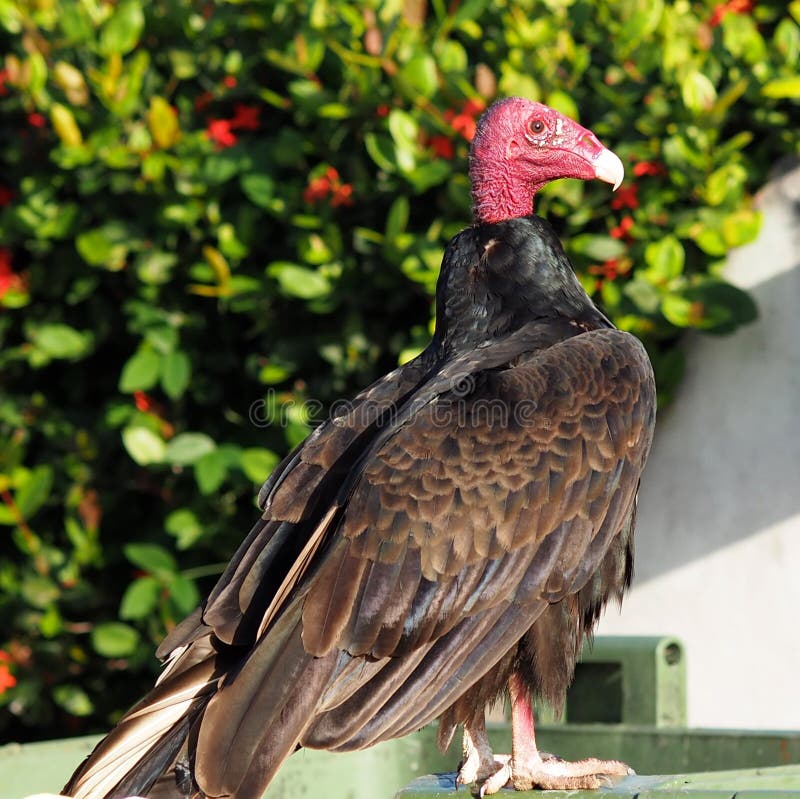 Turkey Vulture in Cuba stock photo. Image of looking - 62799946
