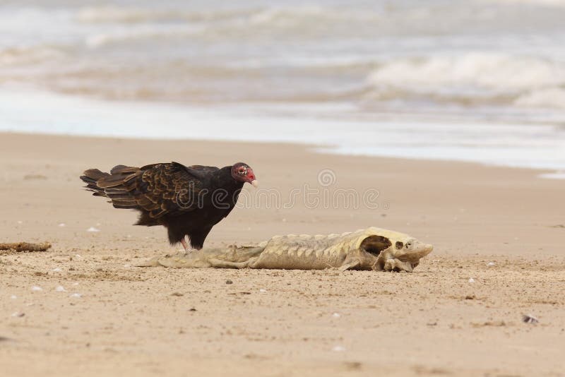 Turkey Vulture Examining a Dead Lake Sturgeon Stock Photo - Image of ...