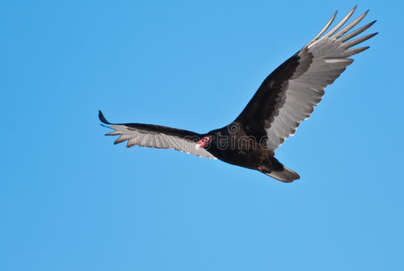 Andean Condor stock image. Image of condor, bird, vultur - 8736503