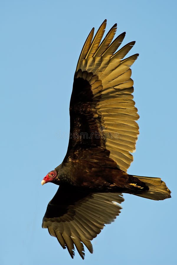 Turkey Vulture in Flight stock photo. Image of flying - 23659100