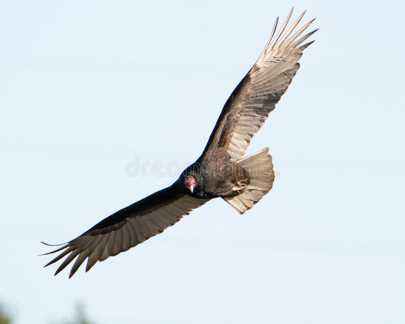 Turkey Vulture stock photo. Image of north, center, raptor - 267455808