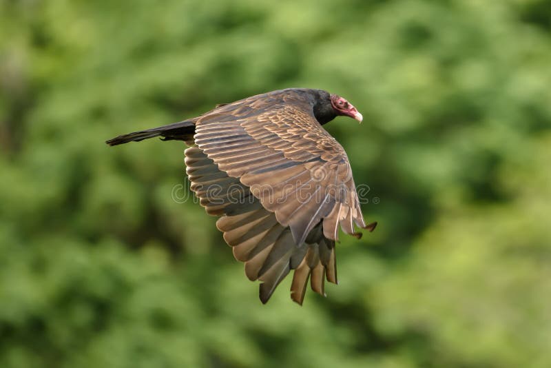Turkey Vulture stock image. Image of beak, tranquiity - 97886275