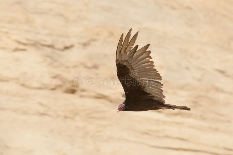 Turkey Vulture Flying Against Sand Cliff Stock Photos - Free & Royalty ...