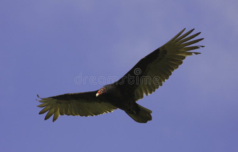 Turkey Vulture Flying in Blue Sky Stock Image - Image of buzzard ...