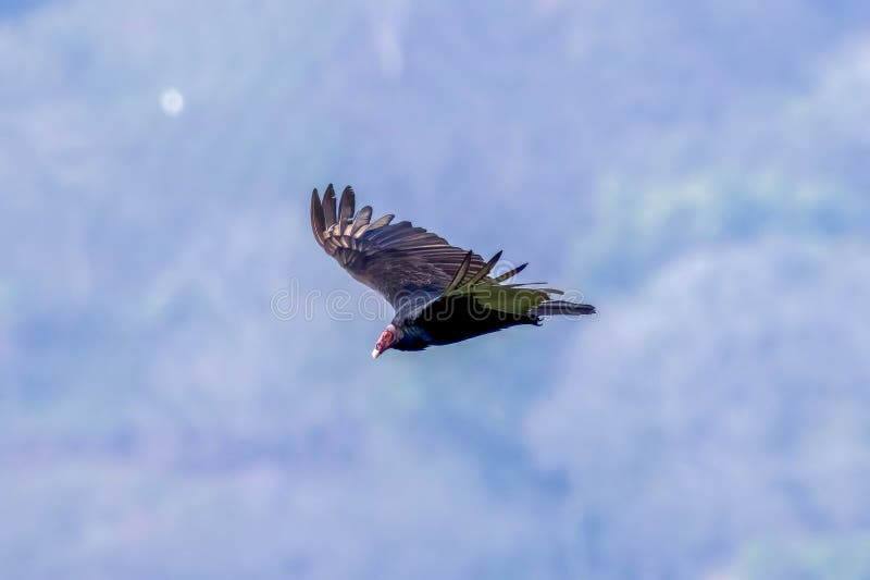 An Turkey Vulture Flying in Costa Rica Sky Stock Photo - Image of costa ...