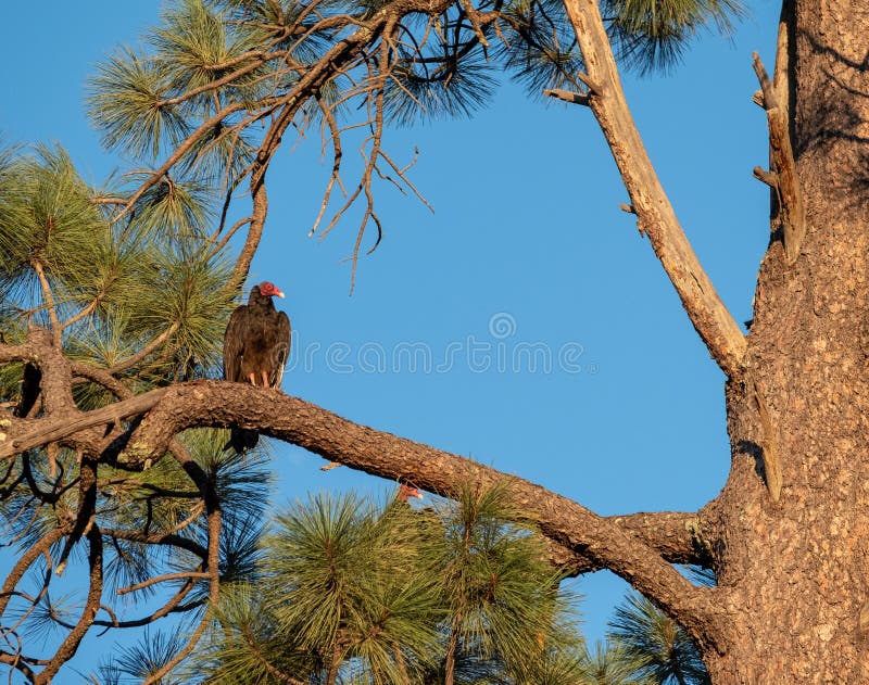 Turkey Vulture on His Perch Stock Photo - Image of buzzard, ponderosa ...
