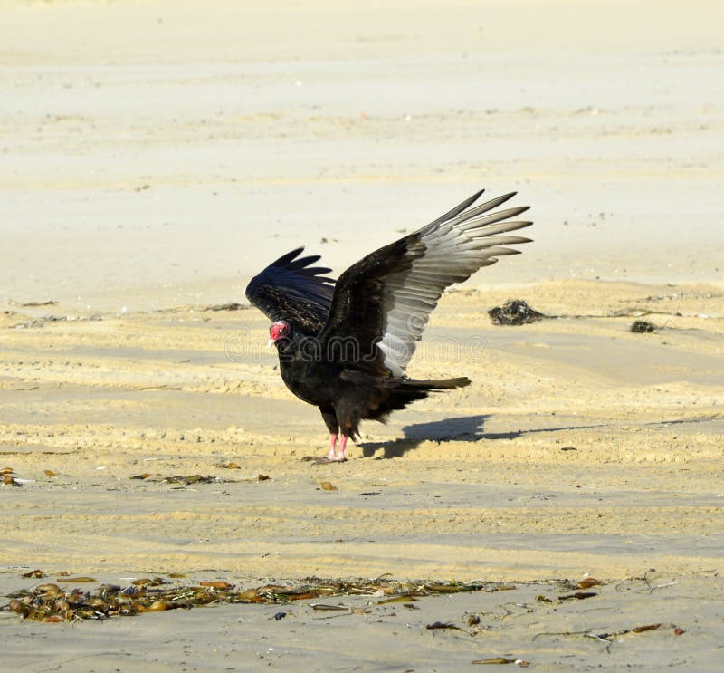 Turkey Vulture Talons stock photo. Image of black, claw - 51841630