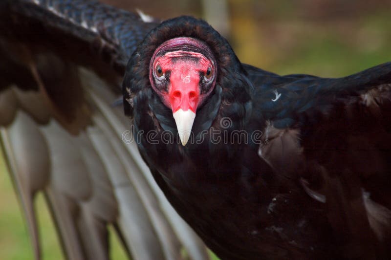 Turkey Vulture stare down stock photo. Image of scary - 2509868