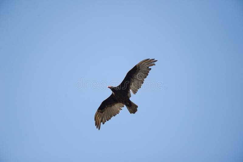 Turkey Vulture overhead stock photo. Image of bird, flying - 65327080