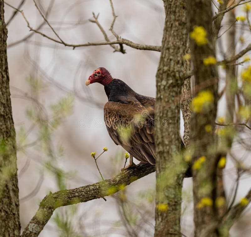 Turkey Vulture Perched Atop a Tree Branch. Stock Image - Image of ...