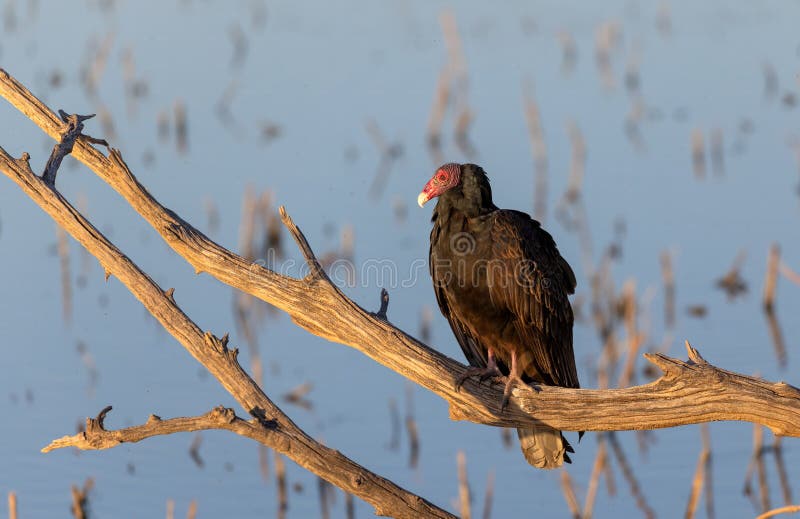 Turkey Vulture Perched on Dead Tree Branch Stock Photo - Image of ...